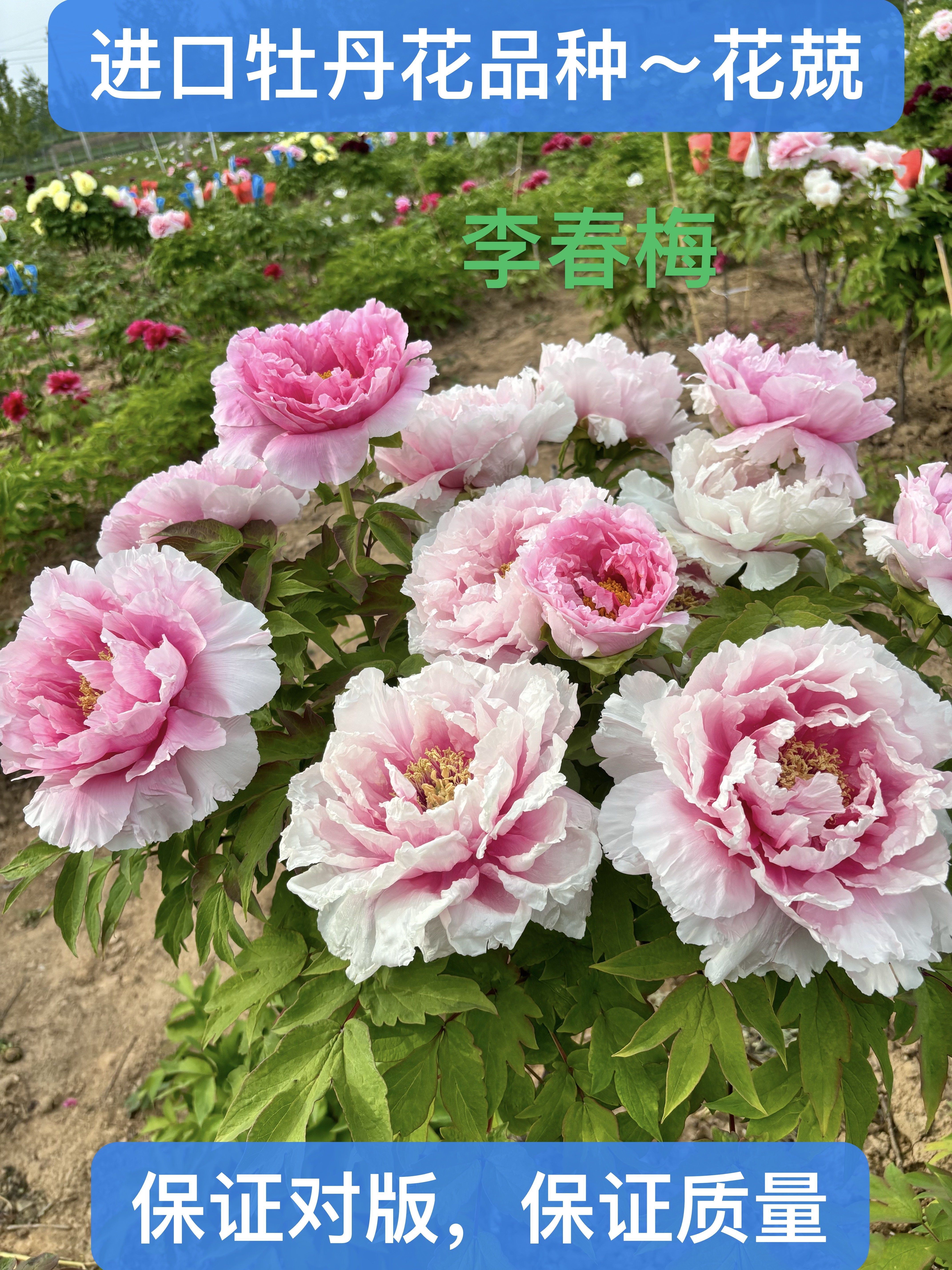 菏泽市诚信牡丹芍药园，菏泽洛阳牡丹花苗【花兢】秋天发货