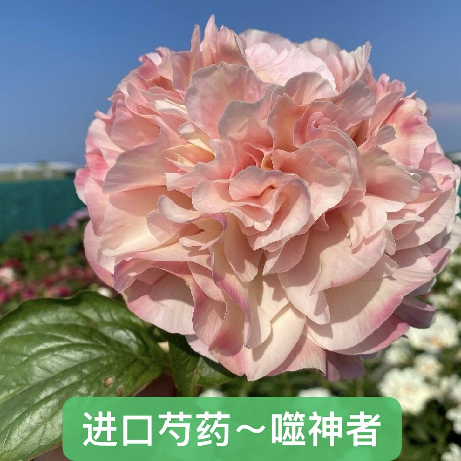 菏泽市诚信牡丹芍药园进口芍药【噬神者】.秋天发货