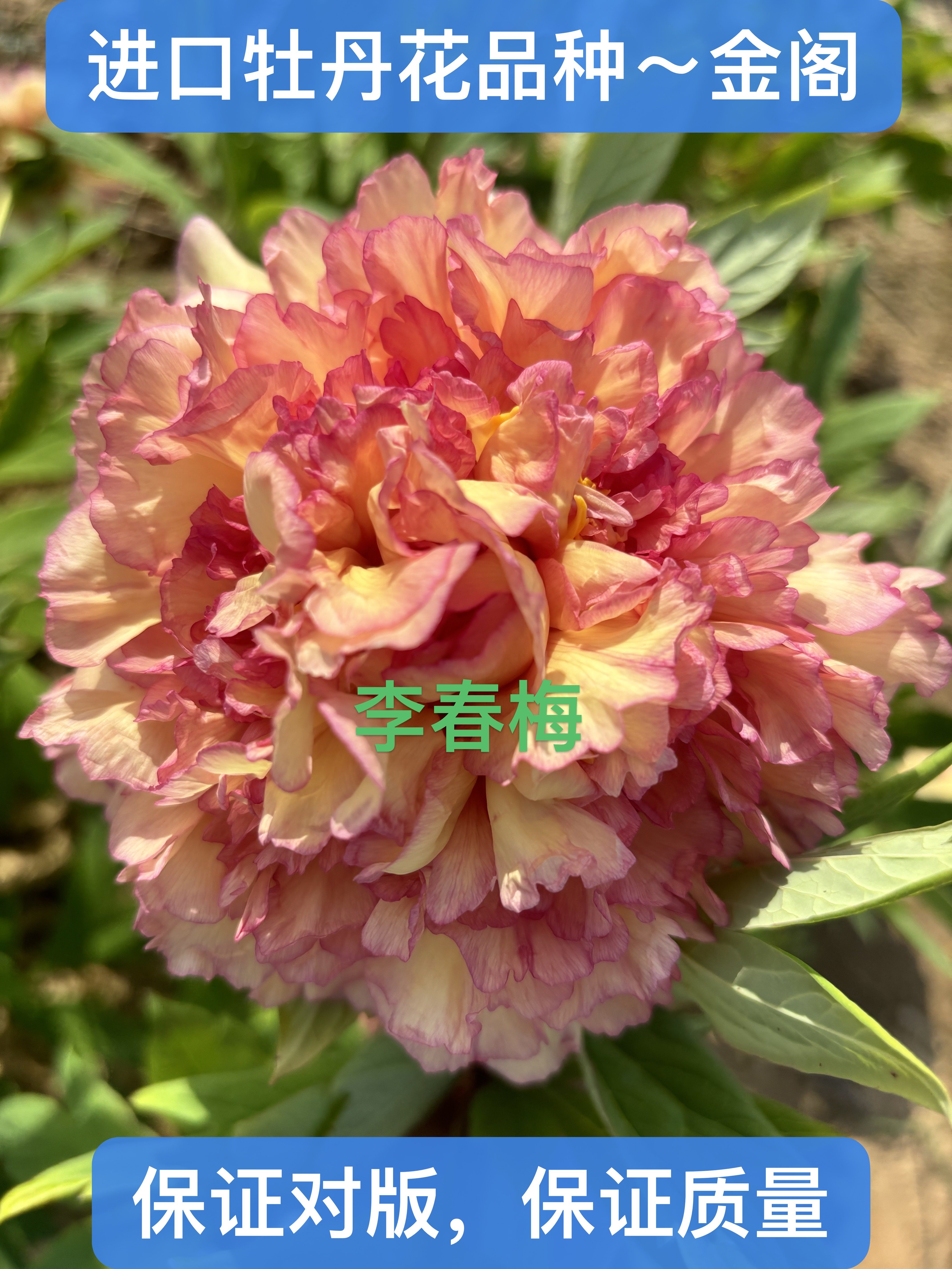 菏泽市诚信牡丹芍药园.精品牡丹花苗[金阁]，秋天发货