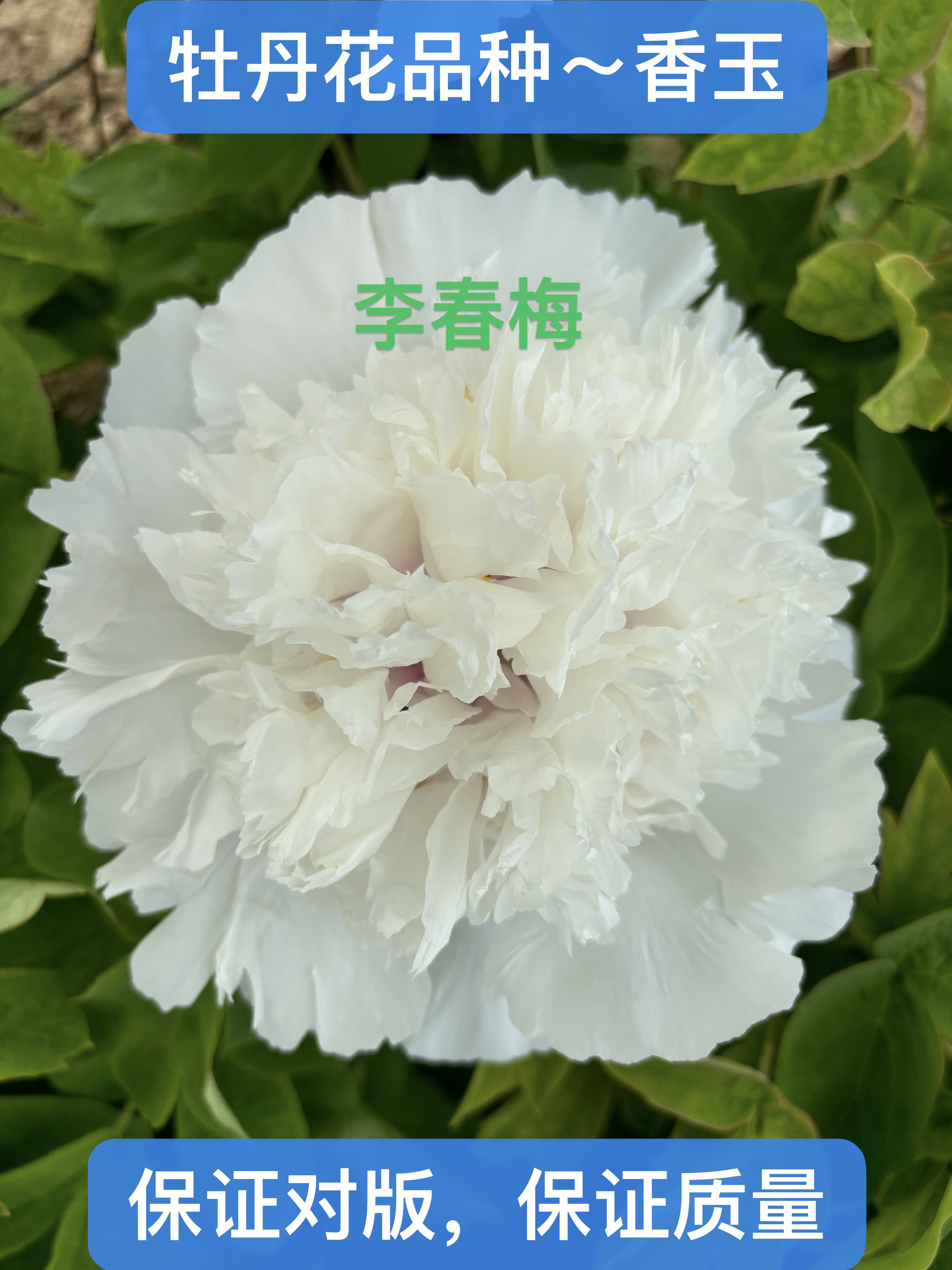 菏泽市诚信牡丹芍药园,白色牡丹花苗【香玉】,秋天发货
