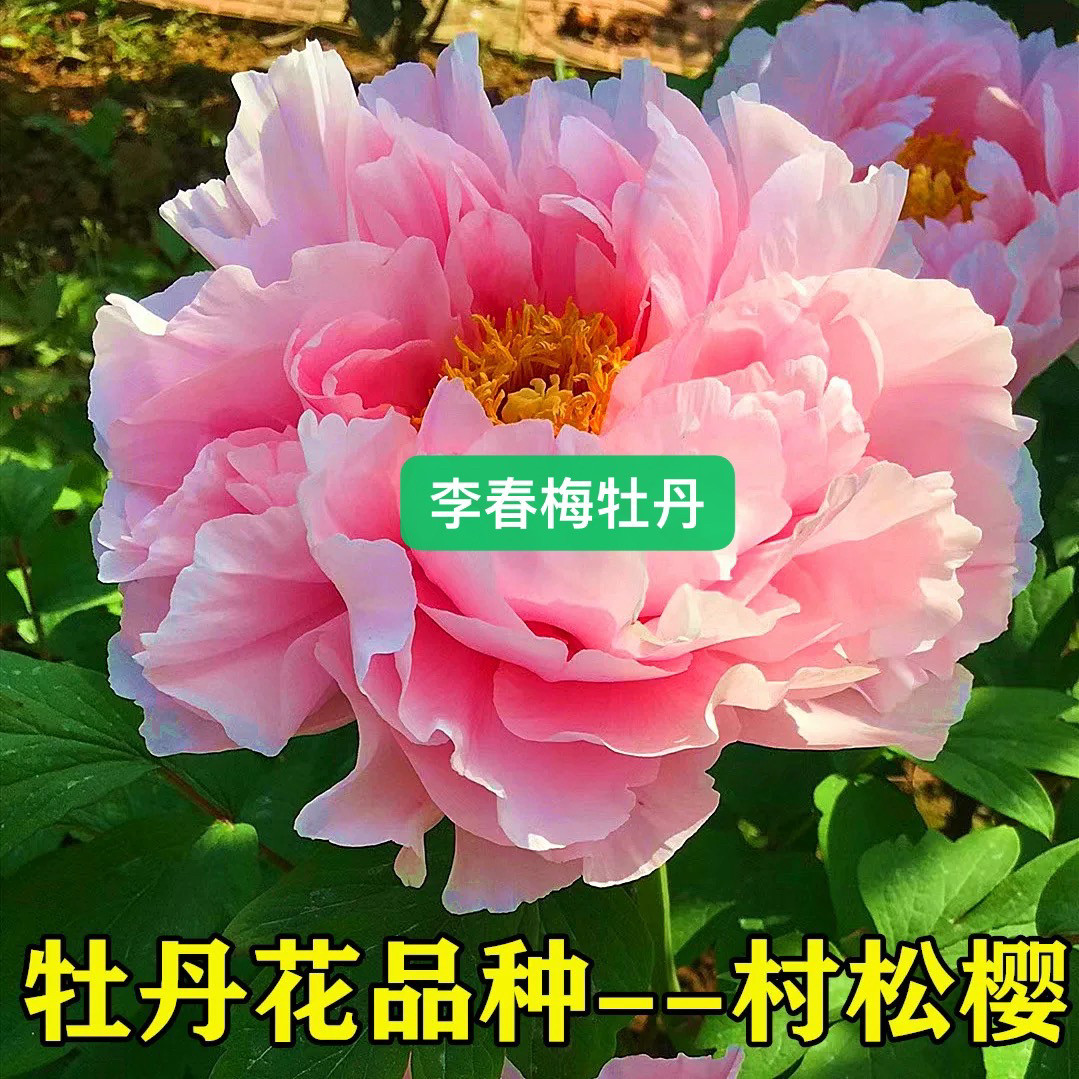 菏泽市诚信牡丹芍药园，牡丹花苗【村松樱】秋天发货