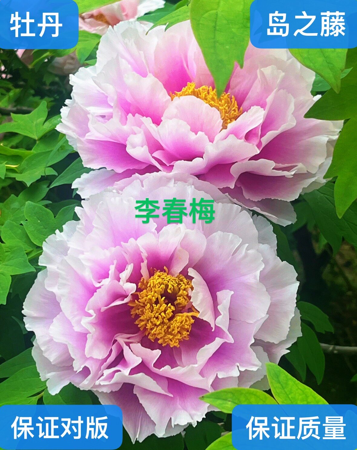 菏泽市诚信牡丹芍药园洛阳牡丹花苗【岛之藤】秋天裸根发货。