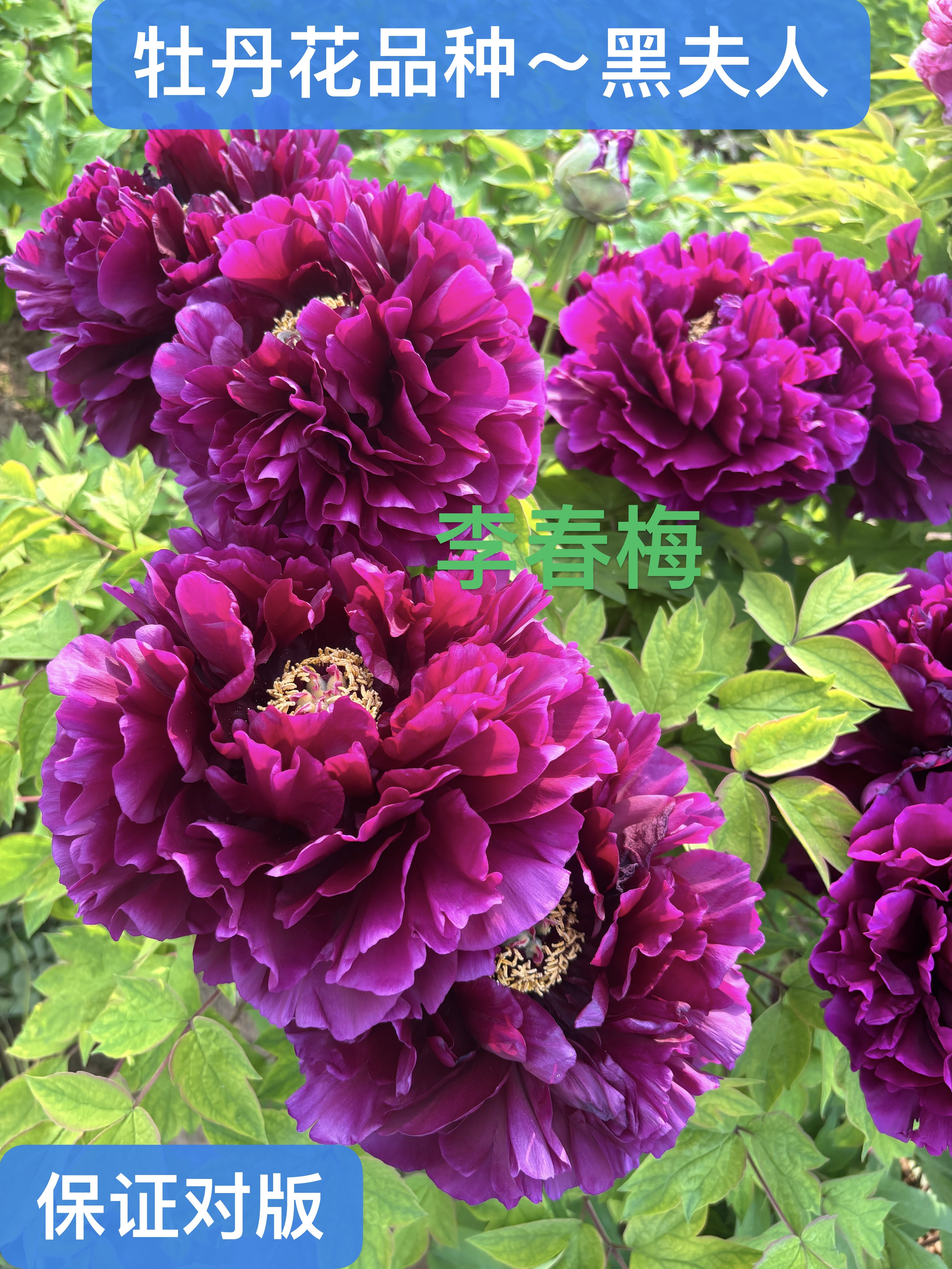 菏泽市诚信牡丹芍药园黑色牡丹花苗.【黑夫人】.秋天发货.