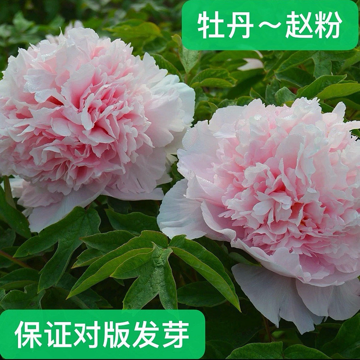 菏泽市诚信牡丹芍药园牡丹大王花苗【赵粉】秋天发货。