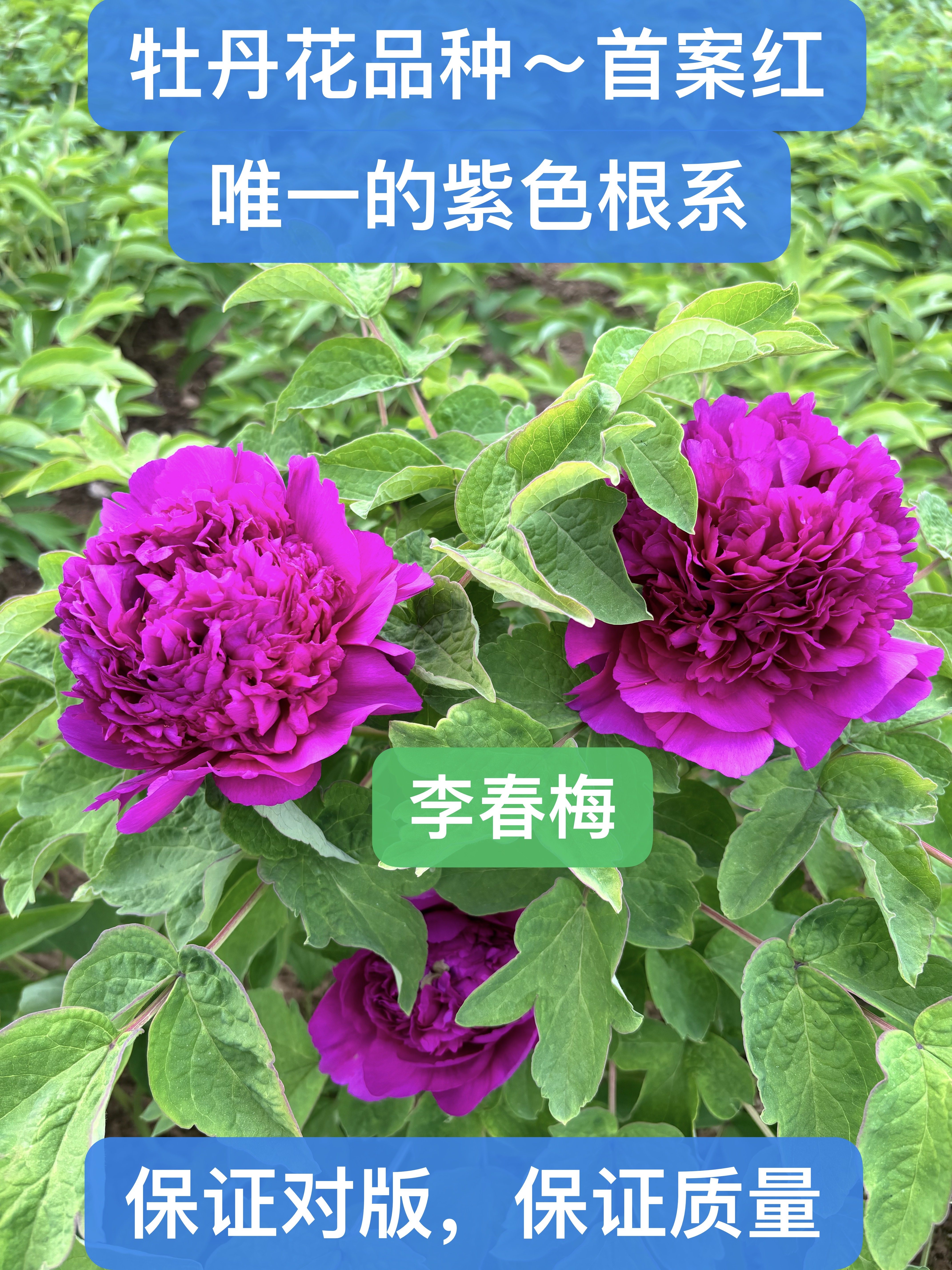 菏泽市诚信牡丹芍药园，牡丹花苗【首案红】秋天发货