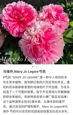 诚信牡丹花大色艳。花开富贵