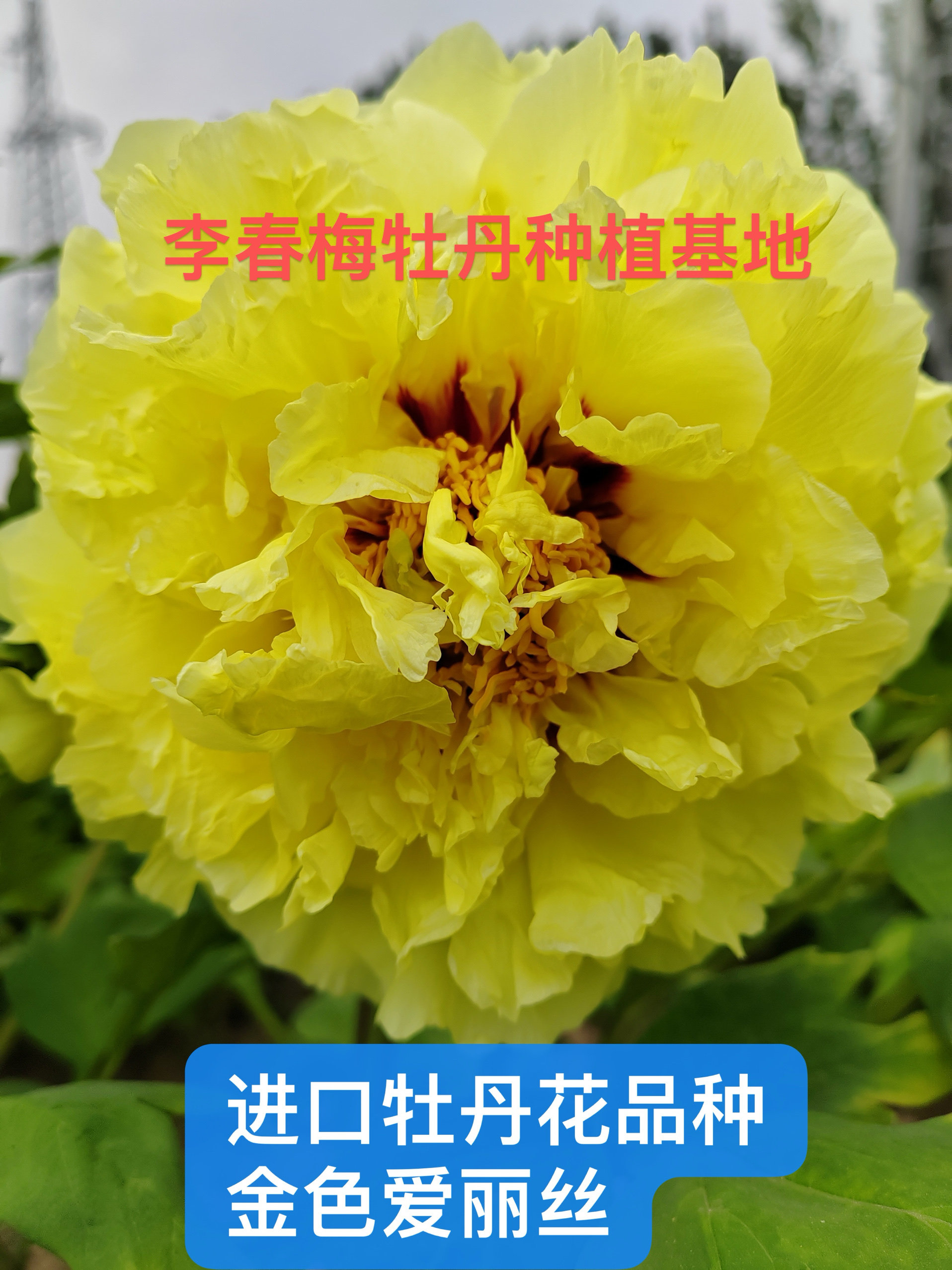 菏泽市诚信牡丹芍药园精品牡丹花苗【金色爱丽丝】秋天发货