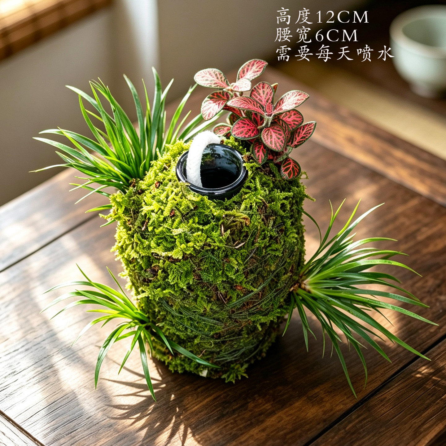 苔藓球网纹草净化空气常春藤小盆栽好养易活桌面小绿植情绪植物