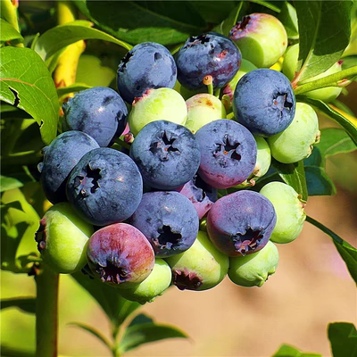 带花苞蓝莓苗当年可结果