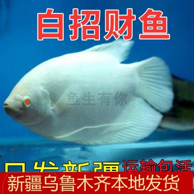 新疆观赏鱼大型红眼白招财鱼淡水