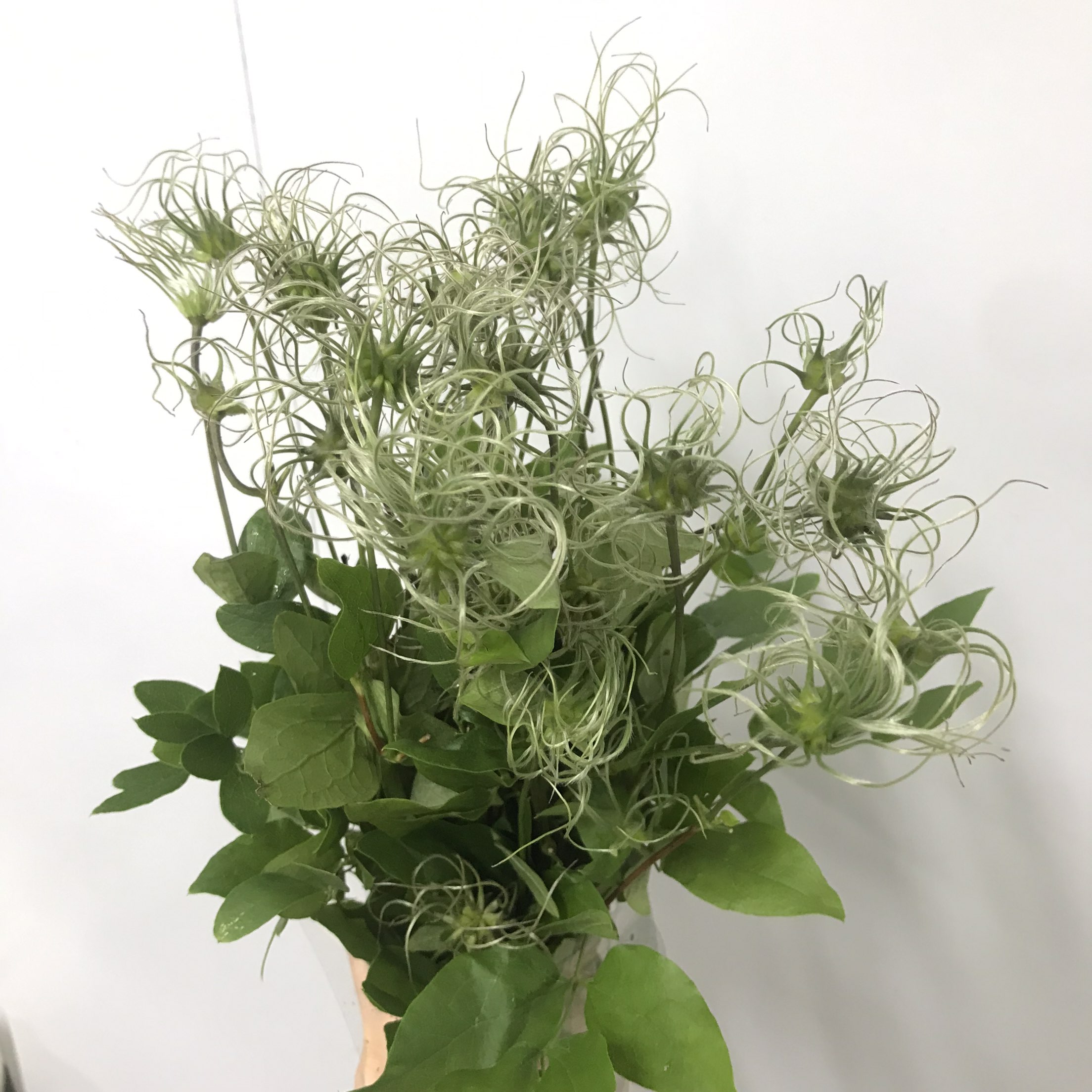 绿色铁线莲鲜花水培银丝铁线莲百搭森系配花好养轻奢花材同城速递