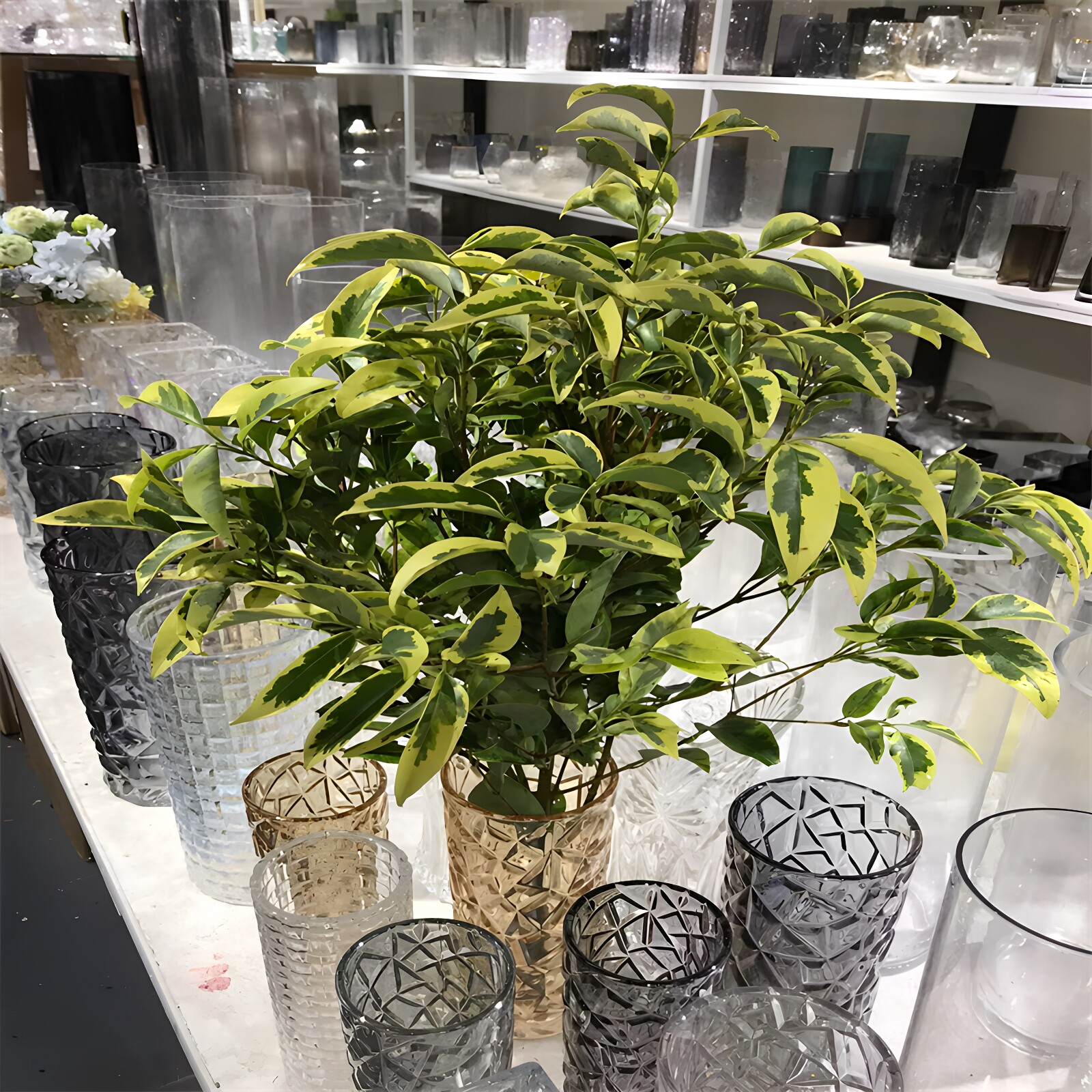 花叶栀子花鲜切枝木本家庭水养插花婚礼百搭配叶北京同城鲜花速递