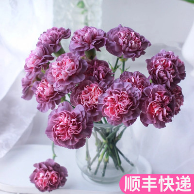 野马康乃馨鲜切花鲜花基地直发