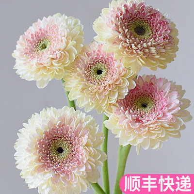 西雅图弗朗非洲菊云南基地直发
