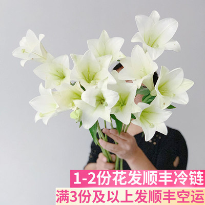 白铁炮百合鲜花百合花