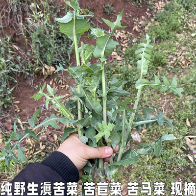 滇苦菜续断菊苦马菜苦苣苦荬菜