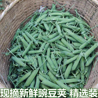现摘露天种植豌豆新鲜甜豌豆米