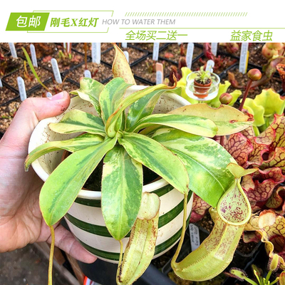 【绿精灵猪笼草】刚毛X红灯猪笼草食虫植物捕蝇草驱蚊草绿植盆栽