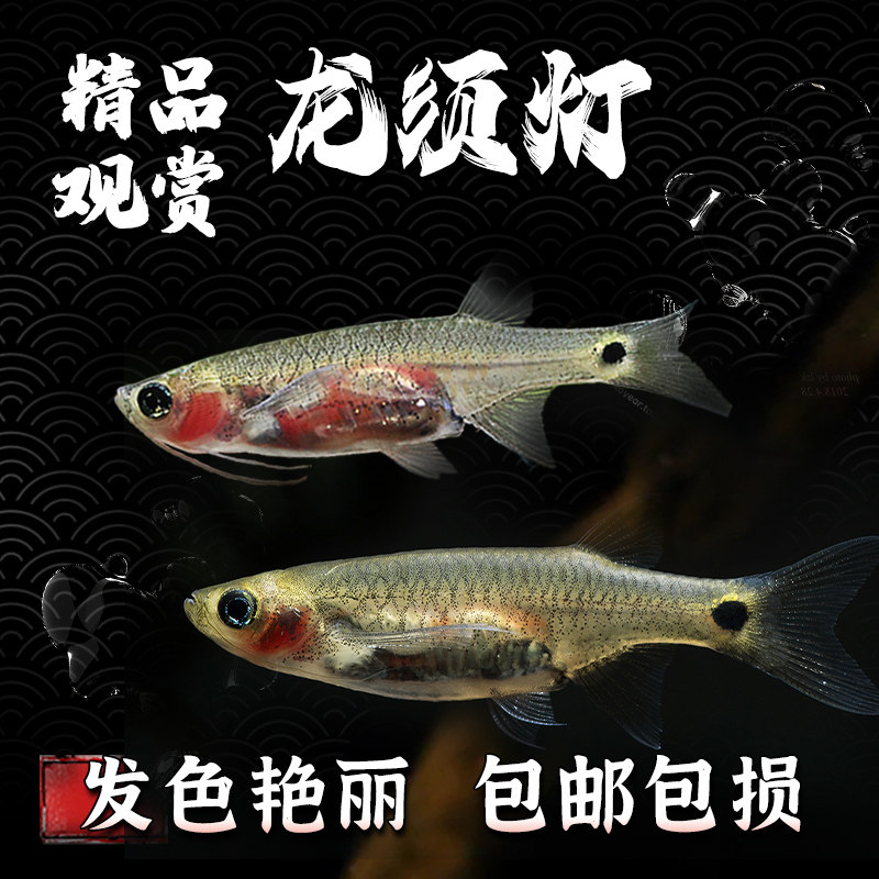 龙须灯小型热带鱼观赏鱼淡水好养除油膜草缸工具鱼活体上层灯科鱼