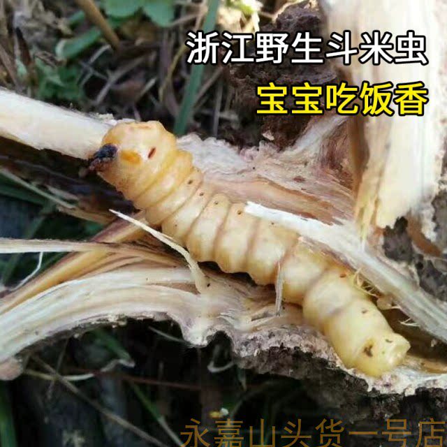 温州斗米虫/浙江[野生活体]斗米虫/倒督黄狼虫/黄寮狼虫/云实蛀虫