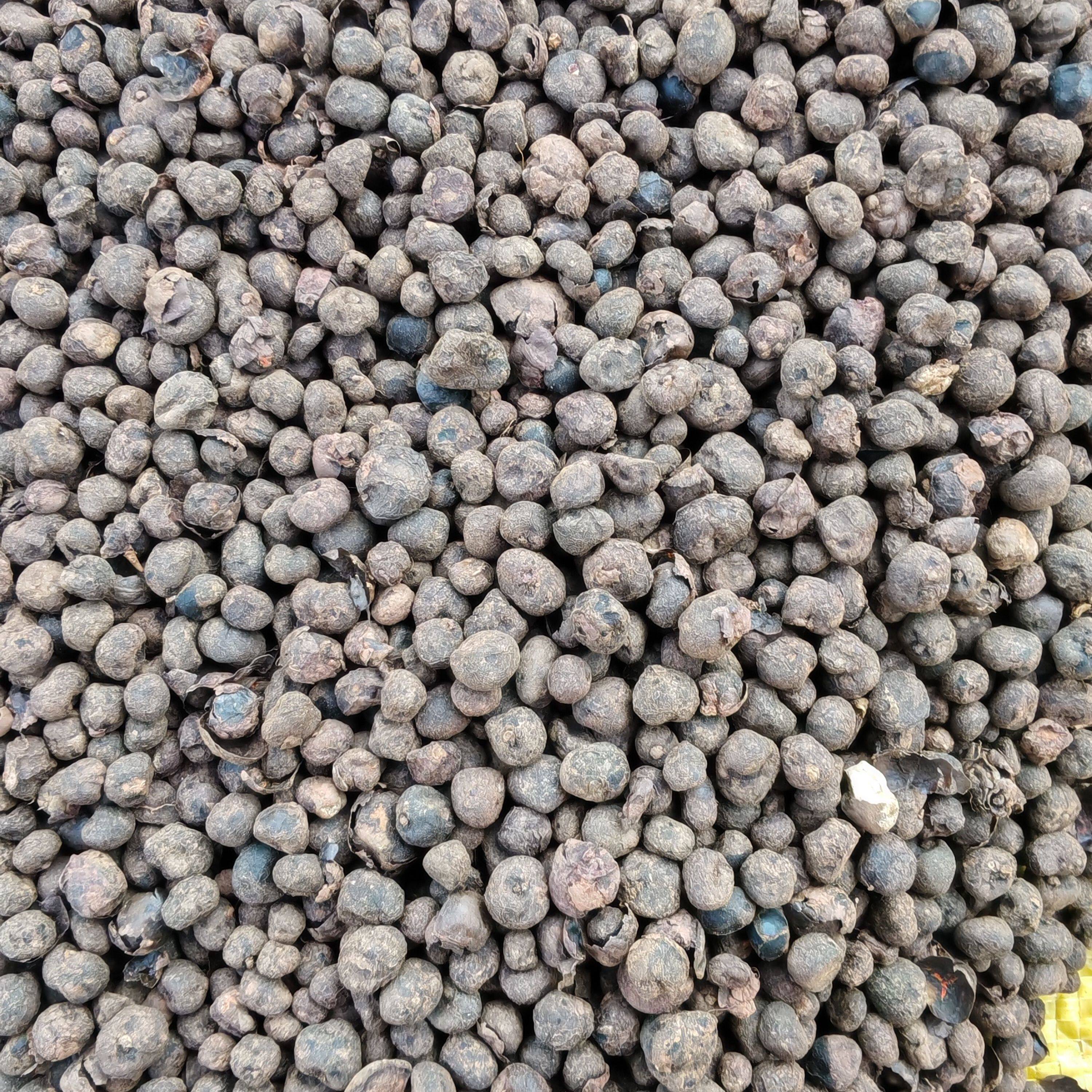 一斤地下明珠干品落地珍珠茅膏菜根一粒金丹陈伤子地高粱一扫光