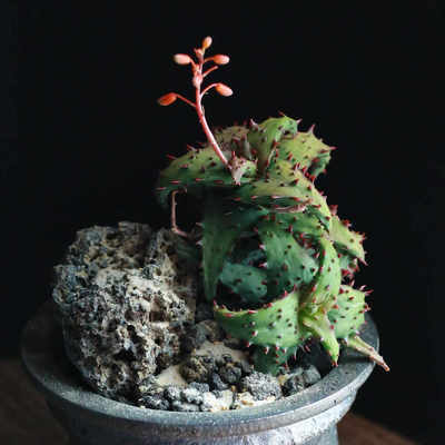 卡萨帝实生强刺原始种芦荟单品