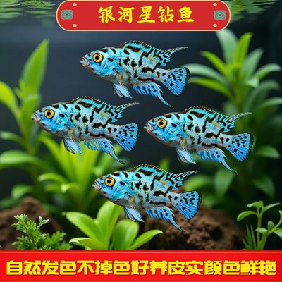 银河星钻鱼三湖慈鲷好养耐活鱼