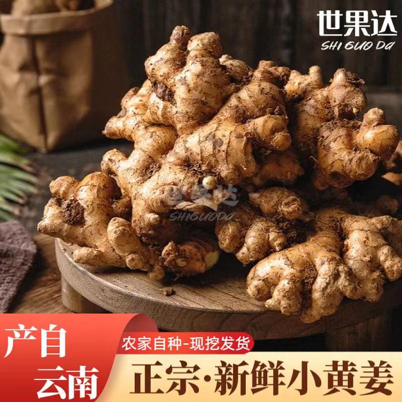 云南小黄姜新鲜现挖生沙月子姜红芽土老姜种调味食材蔬菜整箱