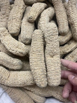 澳洲猪仔黄玉参 深海淡干优质货 泡发率高 可精挑实拍 500g包邮