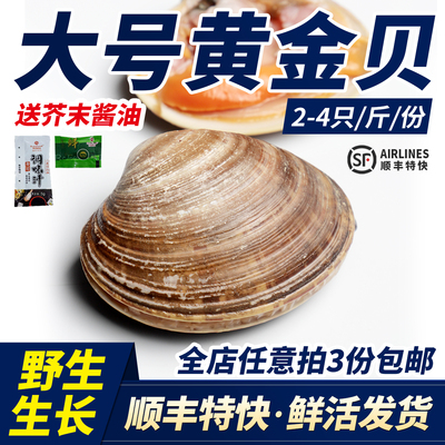 大连黄金贝鲜活海鲜水产特大蛤蜊文蛤文贝花蛤贝类烧烤火锅1斤
