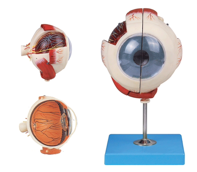 眼球放大模型A17101/解剖模型