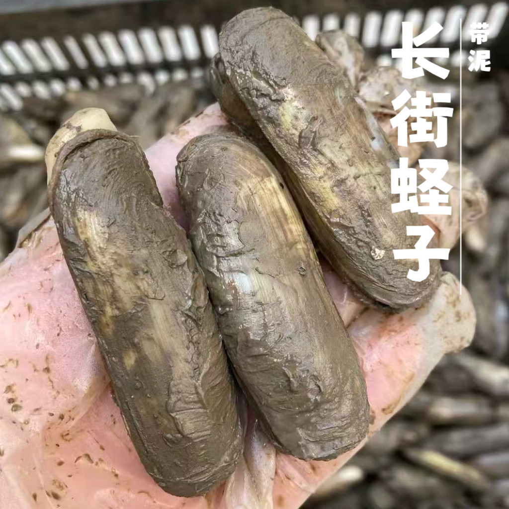 鲜活长街蛏子带泥新鲜贝类8两1盒,2盒1份