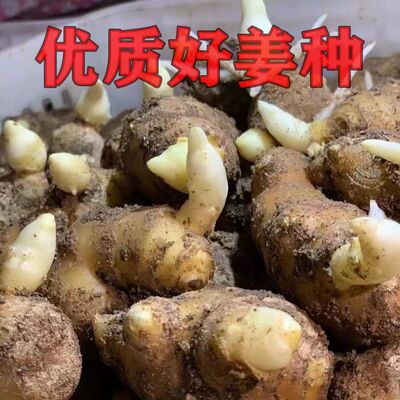 生姜种籽生姜种植苗山东大姜种子姜苗种植苗老姜籽催芽姜种5斤