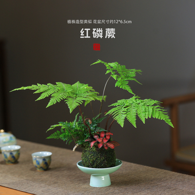 红磷蕨盆栽室内绿植净化空气