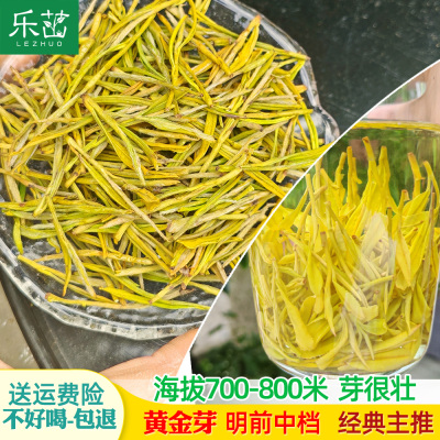 乐茁鲜豆香【明前中档黄金芽】2026年新茶正宗安吉高山黄金白茶叶