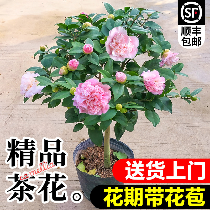 茶花盆栽四季香妃花卉盆栽易活庭院山茶花树苗带花苞花苗好养耐寒