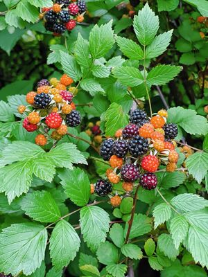 插田泡树莓覆盆子大乌泡乌沙莓儿时味道庭院篱笆藤本篱笆刺腾