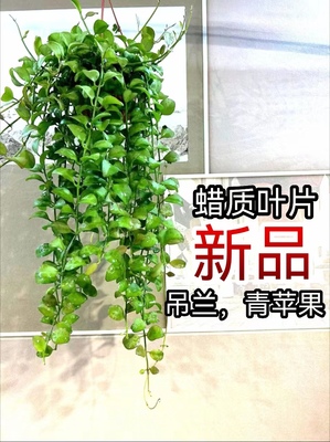 新品青苹果绿植小吊兰懒人l小盆栽适合室内阳台四季常青简单易养