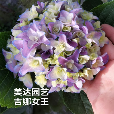 吉娜女王 新品进口大花绣球露台花园植物盆栽花卉庭院子阳台花苗