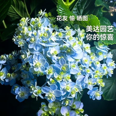 进口重瓣大花绣球花苗