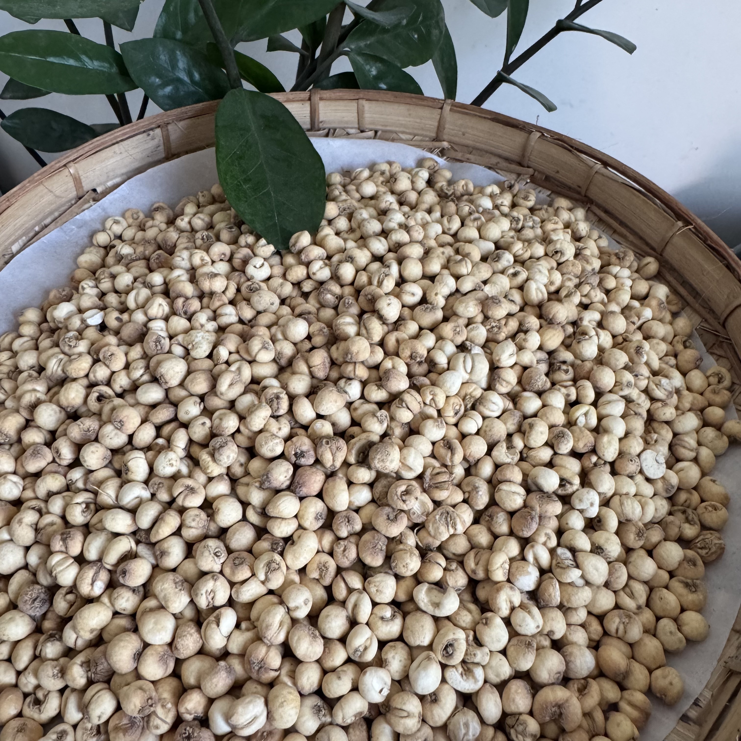 缅甸纯正天然川贝母干货无硫无添加小贝母中缅边境下山货