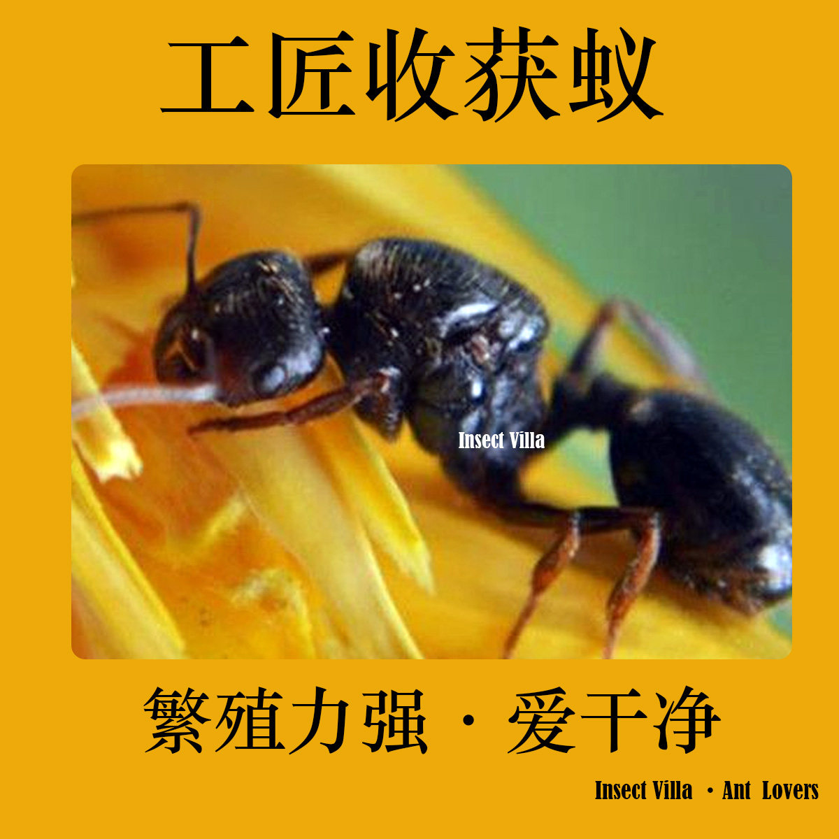 工匠收获蚁 蚂蚁活体蚁后宠物蚂蚁活体收获蚁新后蚂蚁工坊群落