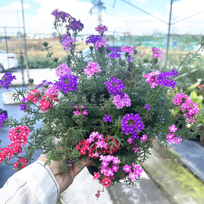 细叶美女樱庭院阳台四季开花