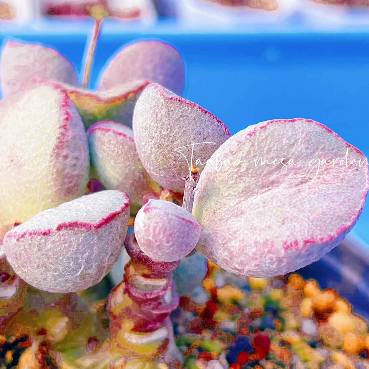 傲雪水泡 多肉植物 天锦章 奇趣 叶片 叶插苗 一物一拍