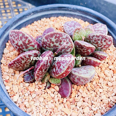 多肉品种一物一拍叶插苗