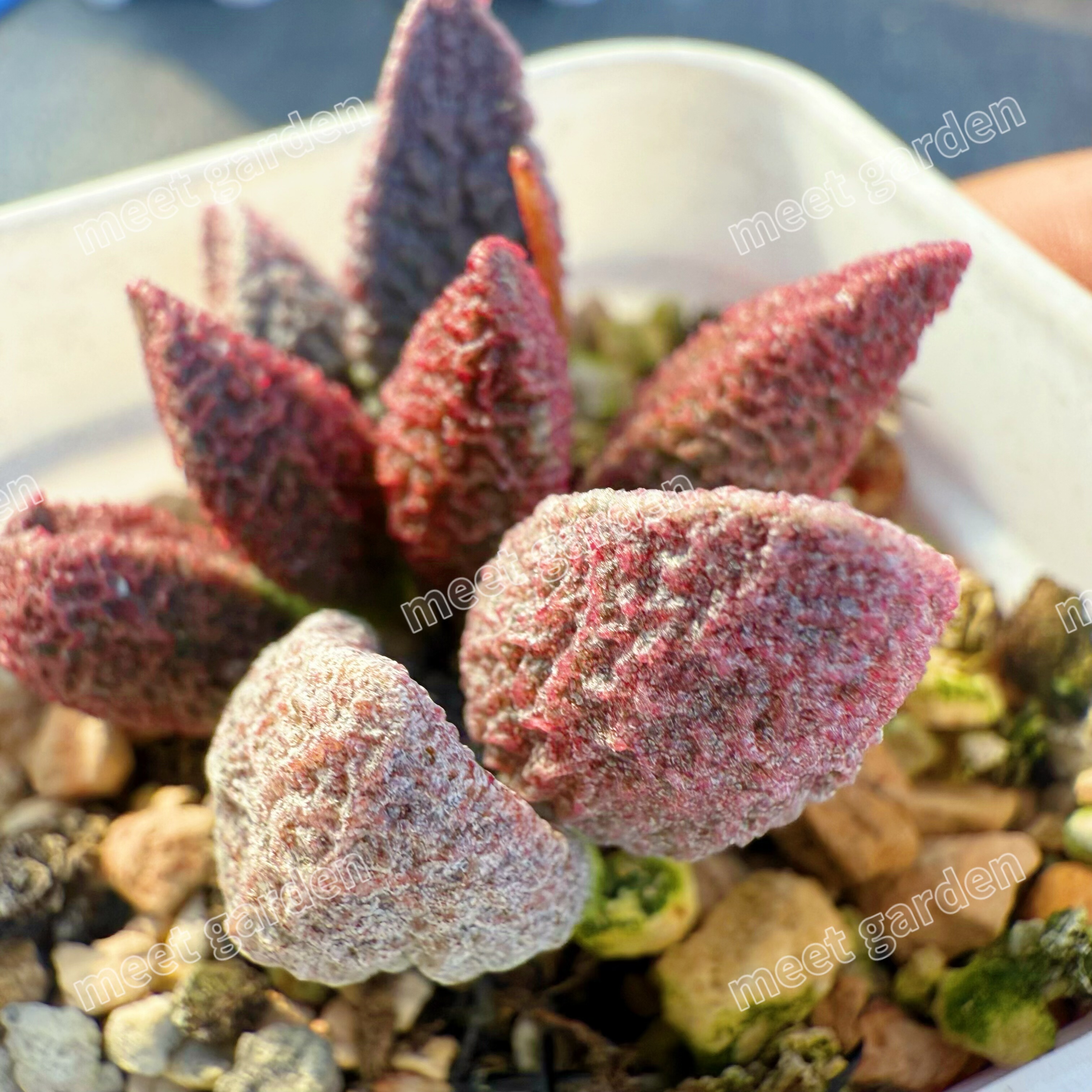 夜之帝王 多肉水泡植物 园艺 叶片 叶插苗 一物一拍