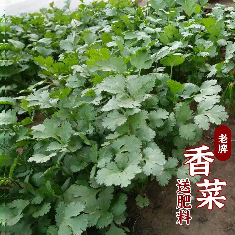 四季香菜种子苗大叶芫荽阳台种菜食用蔬菜盆栽种籽孑菜籽籽种大全