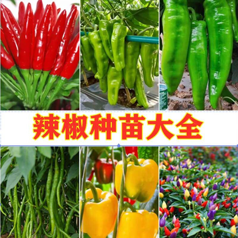 四季辣椒苗秧苗特辣朝天椒小米椒苗高产薄皮青椒彩椒盆栽蔬菜苗