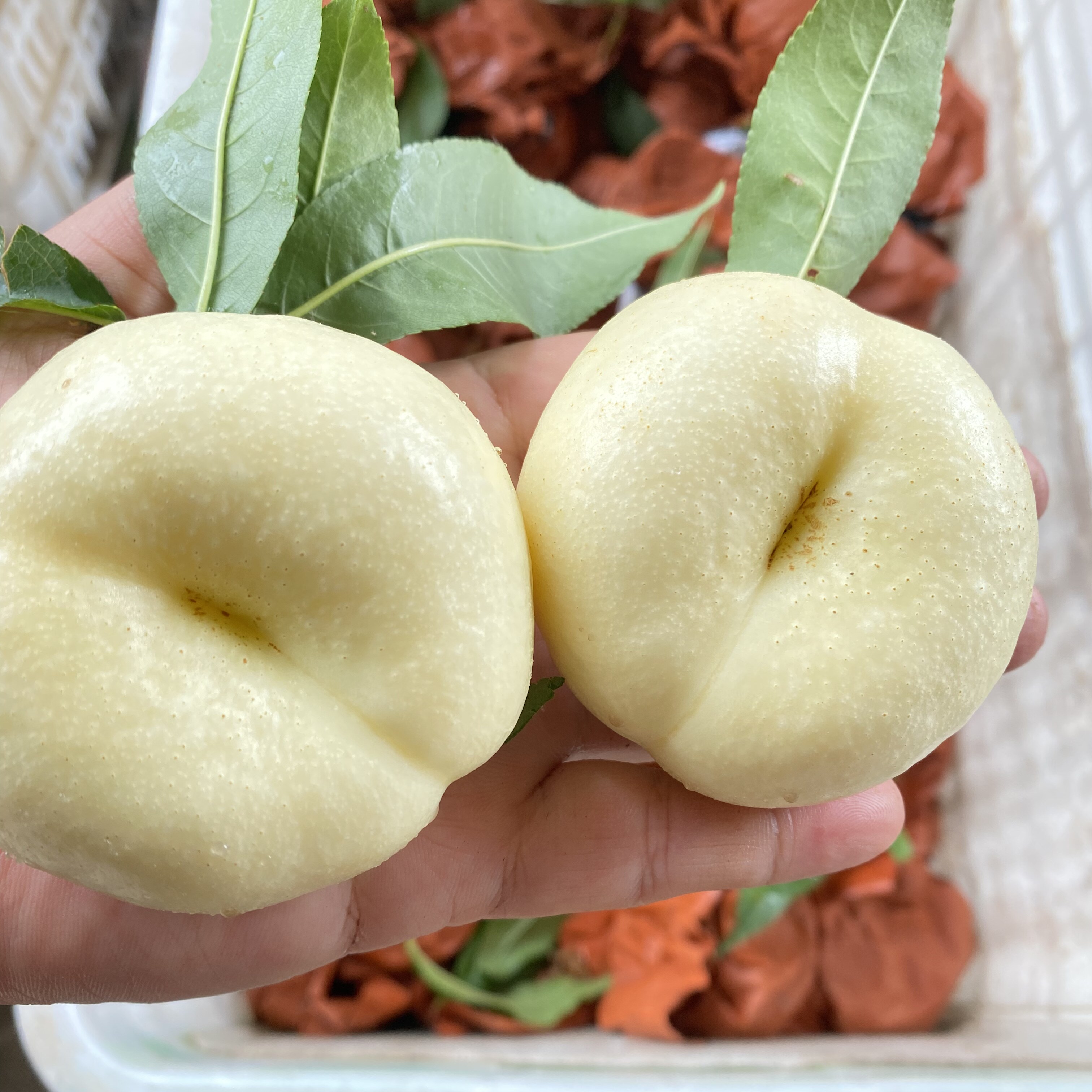 现摘桃子新鲜水果白油蟠桃4斤装孕妇桃子奶油蟠桃油桃非毛桃甜脆