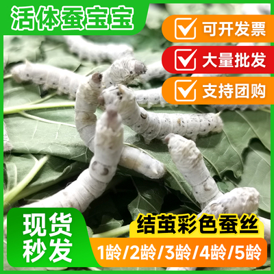 学生养蚕蚕宝宝套装桑叶蚕卵活体